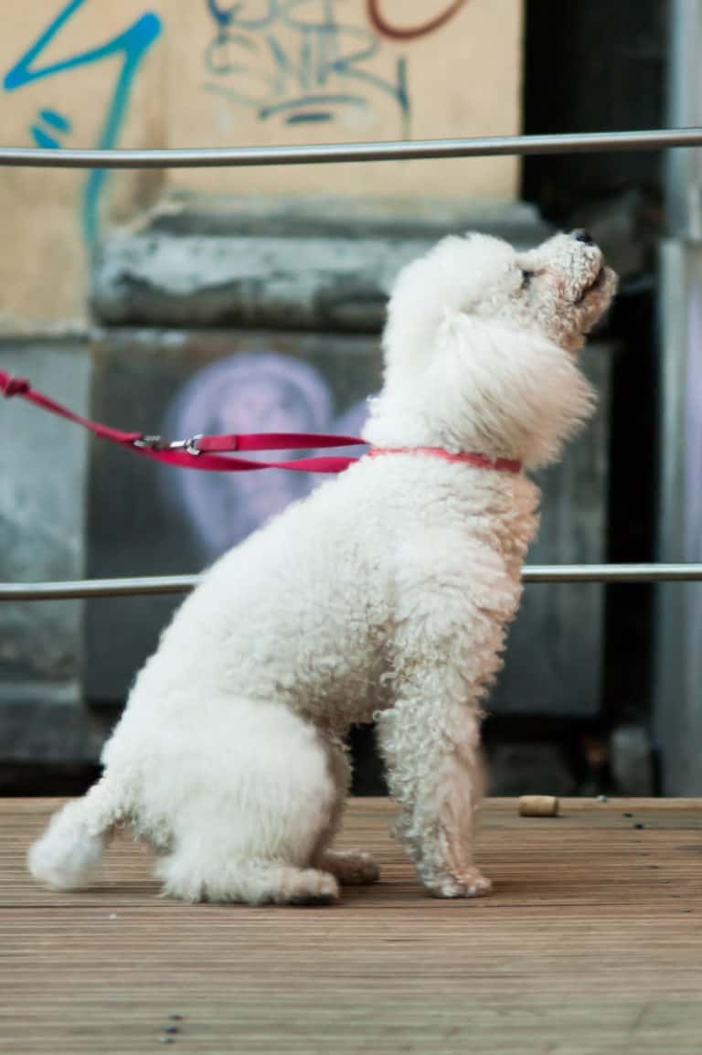 Can Poodles Howl? The Science & Secrets Of Poodle Howling