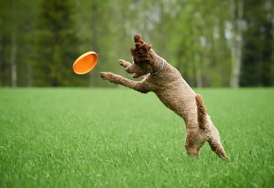 How High Can a Poodle Jump? – Poodle Report