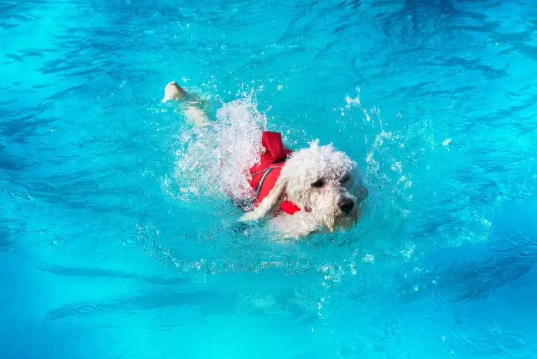 Do Poodles Like Water? Can They Swim in Pools? – Poodle Report