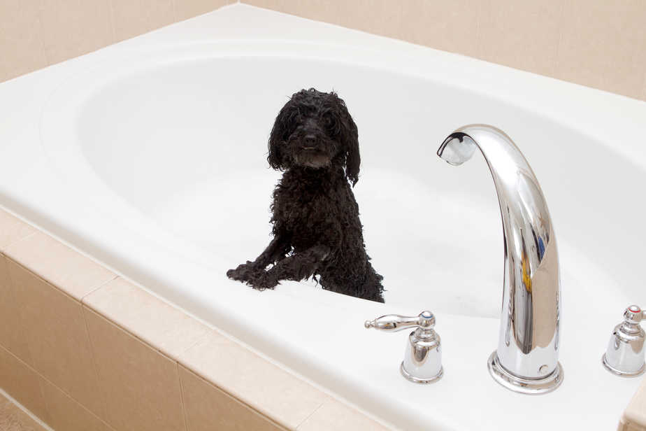 11 Tips to Keep Your Poodle Smelling Nice and Fresh – Poodle Report