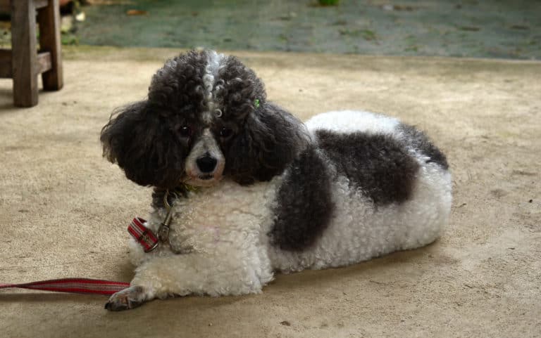 Is My Poodle Overweight? Here’s How to Tell – Poodle Report