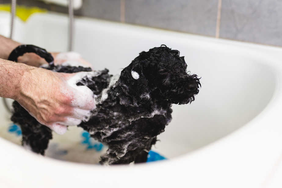 Why Does My Poodle Have Dandruff? (And What to Do About It) – Poodle Report