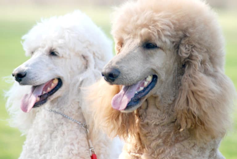 Male Vs. Female Poodles: What Are The Differences? - Poodle Report