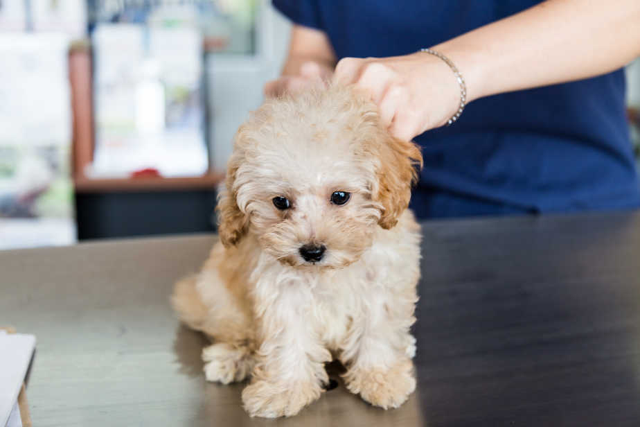 Why Does My Poodle Have Dandruff? (And What to Do About It) – Poodle Report