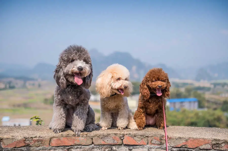 Poodles vs Doodles: What Is The Difference? – Poodle Report