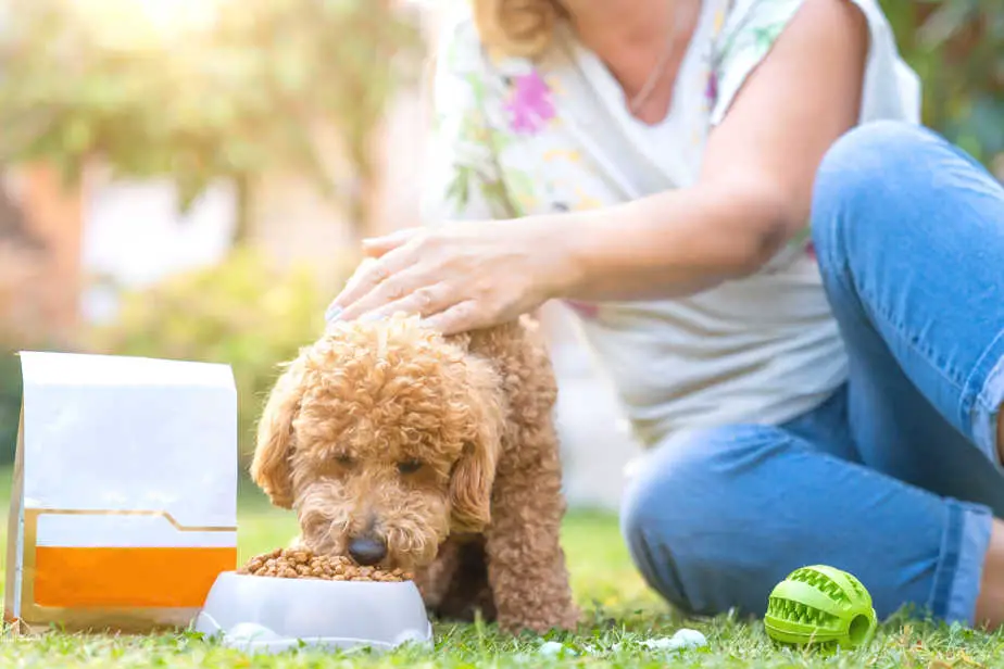 The Best Food For Poodles: A Complete 2026 Nutrition Guide