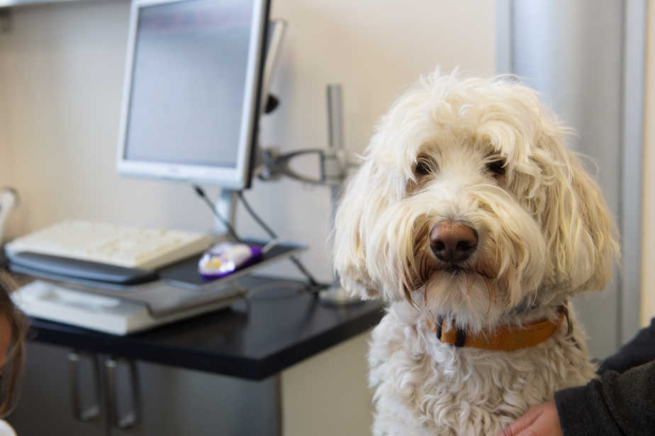 How To Tell If Your Poodle Is Purebred: A Complete Guide - Poodle Report
