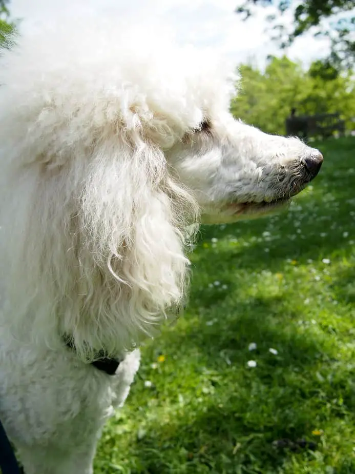 Do All Poodles Have Long Noses? – Poodle Report
