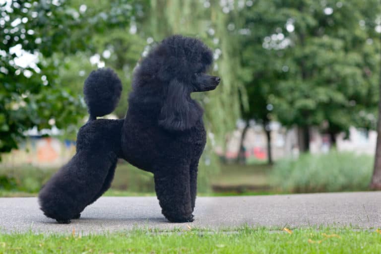How to Tell if Your Poodle is Purebred: A Complete Guide – Poodle Report