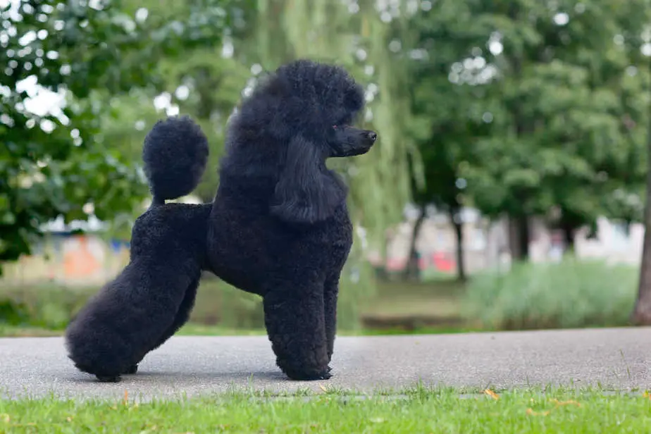 How to Tell if Your Poodle is Purebred: A Complete Guide – Poodle Report