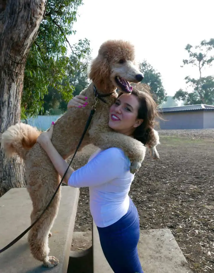 How To Calm A Hyper Poodle: The 2026 Guide