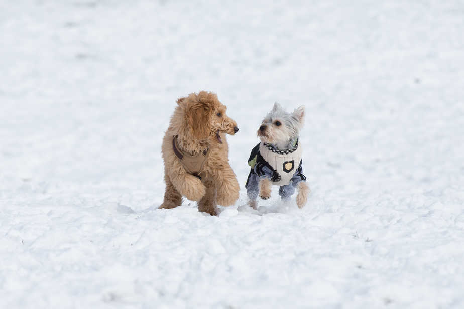 10 Reasons for Aggressive Poodles and how to Correct Them – Poodle Report