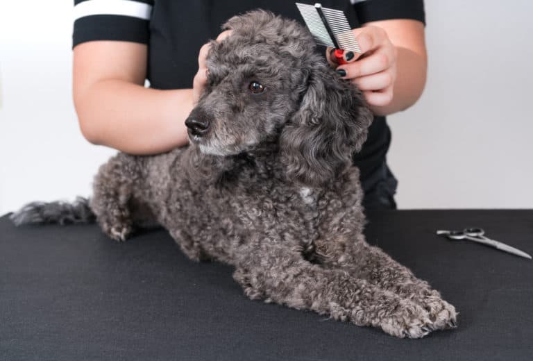 12 Reasons Poodles Get Bald Spots (and How To Help) - Poodle Report
