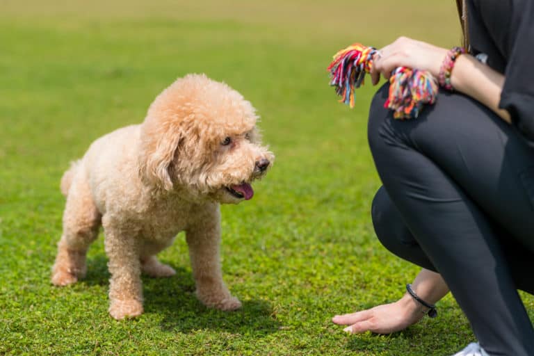 Are Poodles Easy To Train? A Beginner’s Guide - Poodle Report