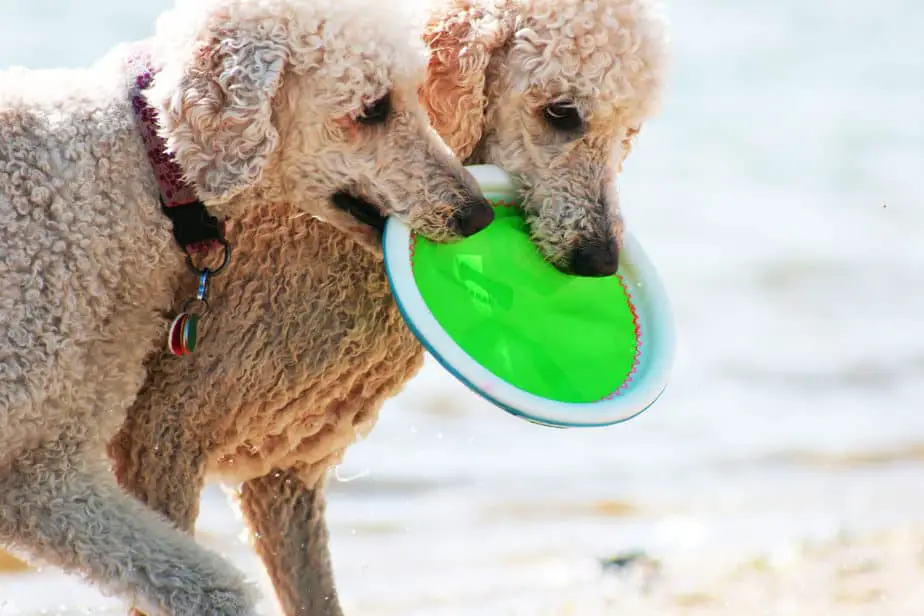 Can Poodles Really Swim? – Poodle Report