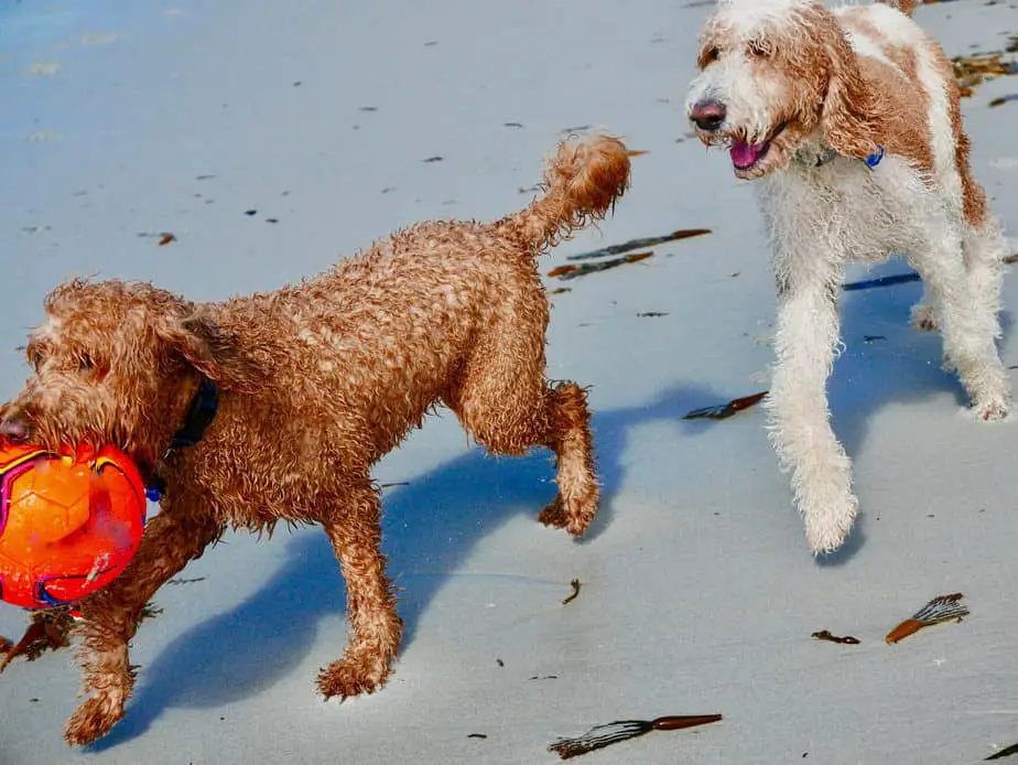 The Best Toys For Poodles: A Helpful Guide With Pictures – Poodle Report