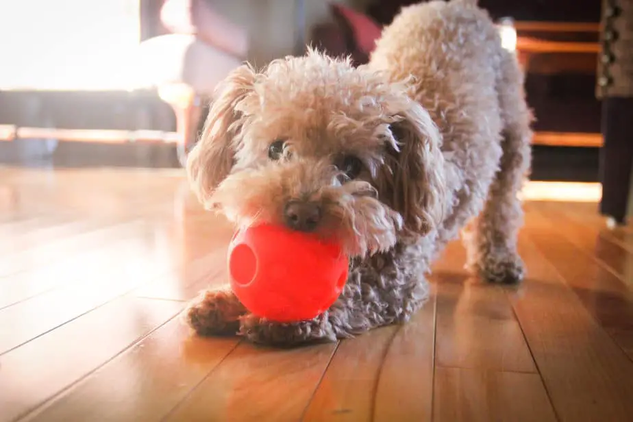 The Best Toys For Poodles: A Helpful Guide With Pictures - Poodle Report