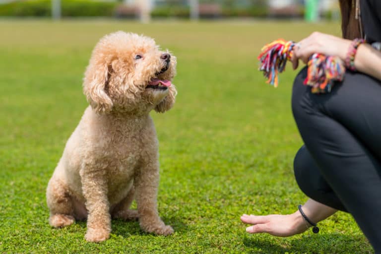 How to Stop Your Poodle From Biting: 10 Easy Tips That Work – Poodle Report