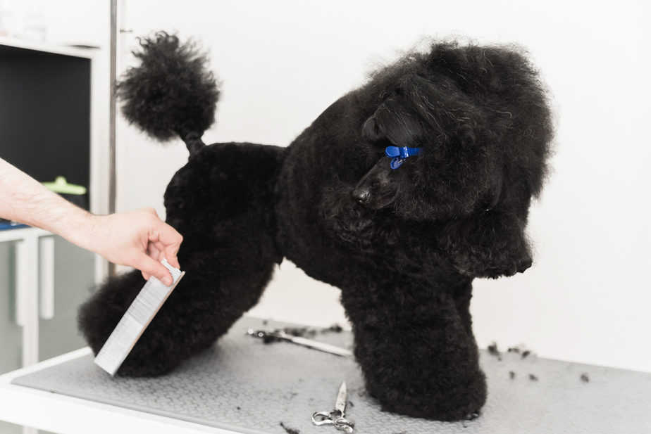How To Groom A Poodle Puppy: A Complete Guide - Poodle Report