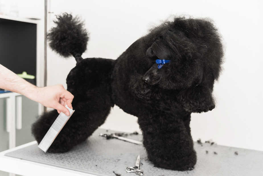 How to Groom a Poodle Puppy: A Complete Guide – Poodle Report