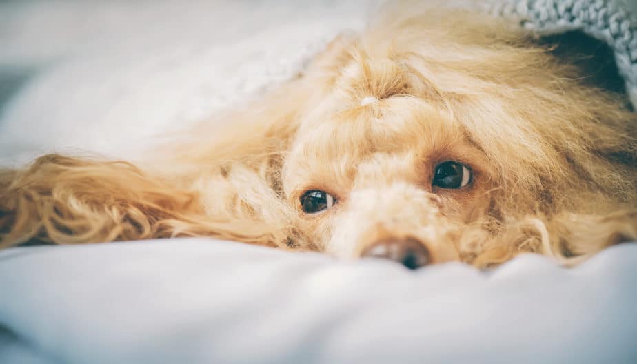 How to Get a Poodle to Stop Barking: The Ultimate Guide – Poodle Report