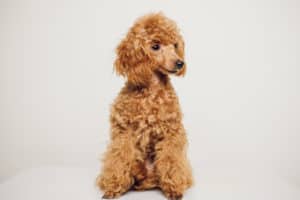 Do All Poodles Fade in Color? A Color Guide With Pictures – Poodle Report