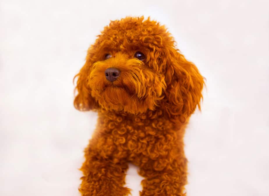 Poodle Color Fading: Genetics, Causes & Color Prediction