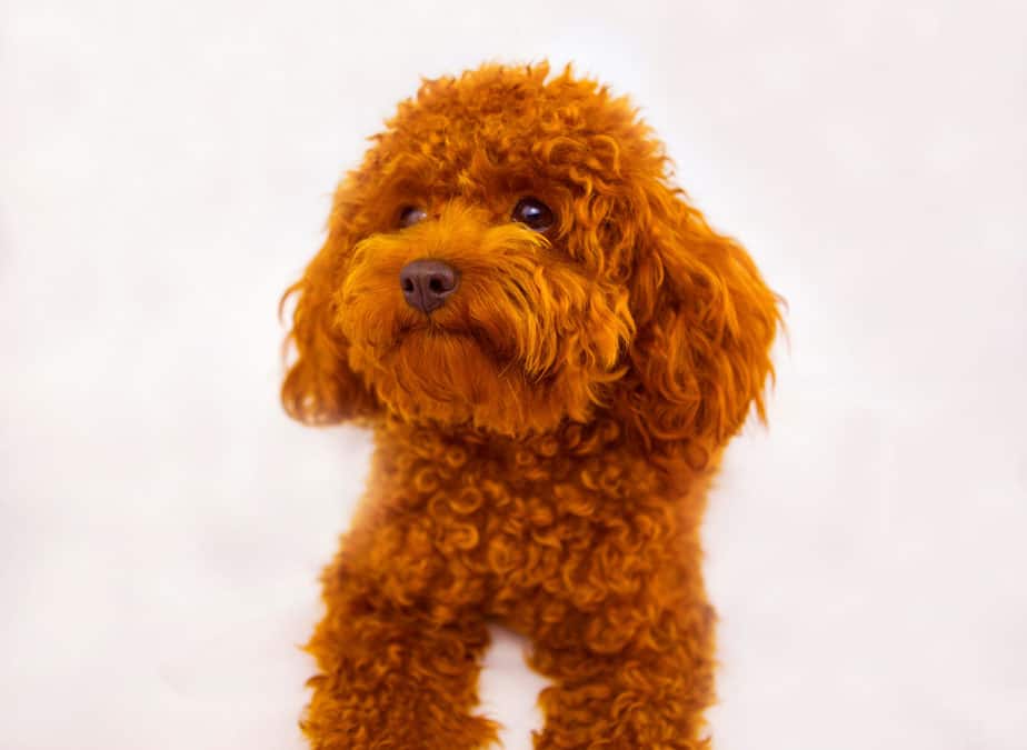 Do All Poodles Fade in Color? A Color Guide With Pictures – Poodle Report