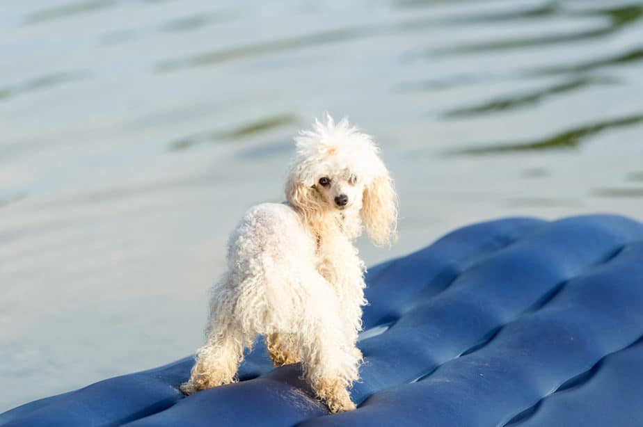 Can Poodles Really Swim? – Poodle Report
