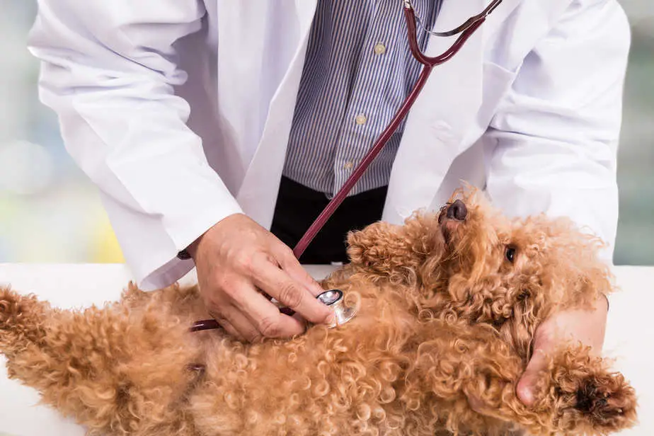 Why Do Poodles Eat Poop? 2026 Behavioral & Medical Guide