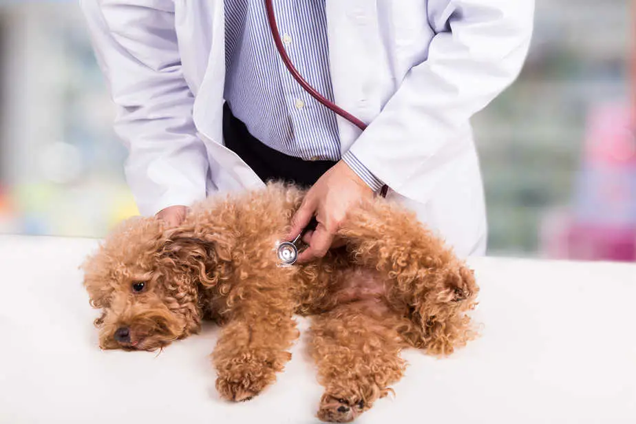 Are Poodles Expensive To Own? Estimating Monthly Costs - Poodle Report