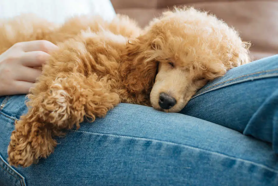 The 9 Most Common Health Issues in Poodles: A Complete Guide – Poodle ...