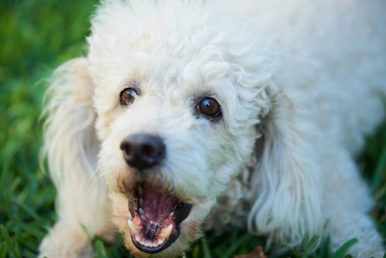 10 Reasons For Aggressive Poodles And How To Correct Them - Poodle Report