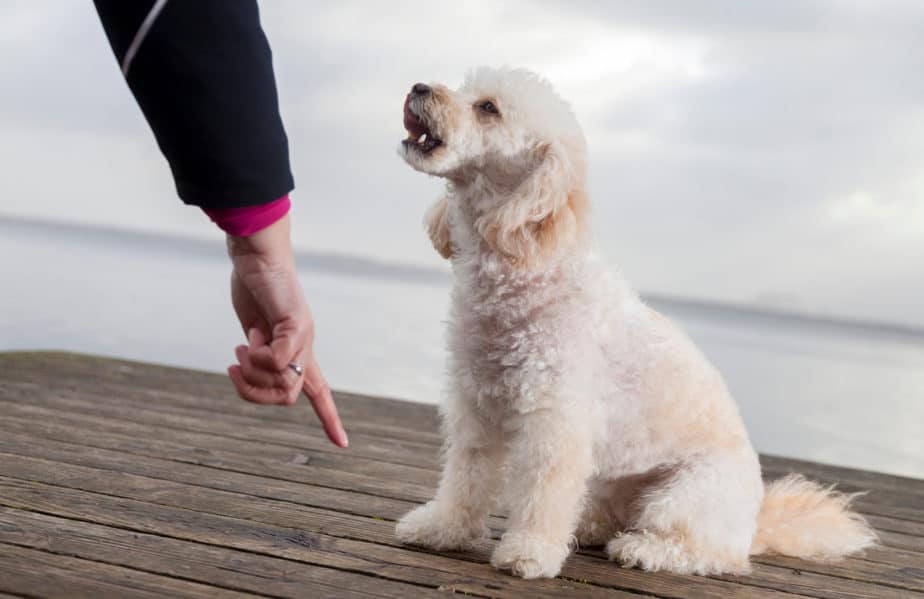 How to Get a Poodle to Stop Barking: The Ultimate Guide – Poodle Report