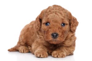 Poodle Coats: Colors, Hair Types, And Care (With Pictures) - Poodle Report