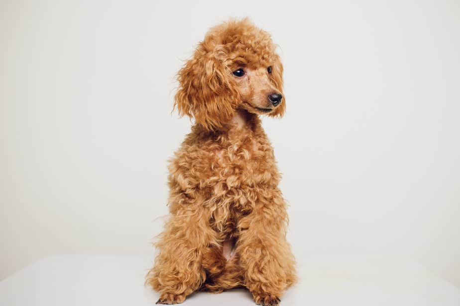 Types Of Poodle Hair: A Complete Guide With Pictures - Poodle Report