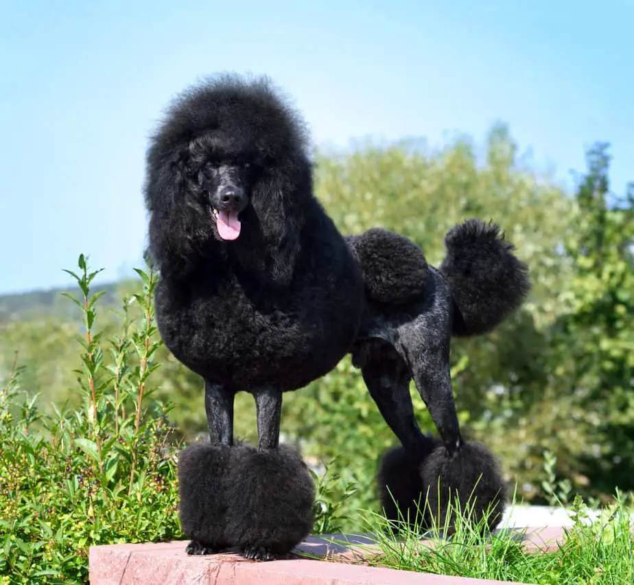 Poodle Coats: Colors, Hair Types, and Care (With Pictures) – Poodle Report