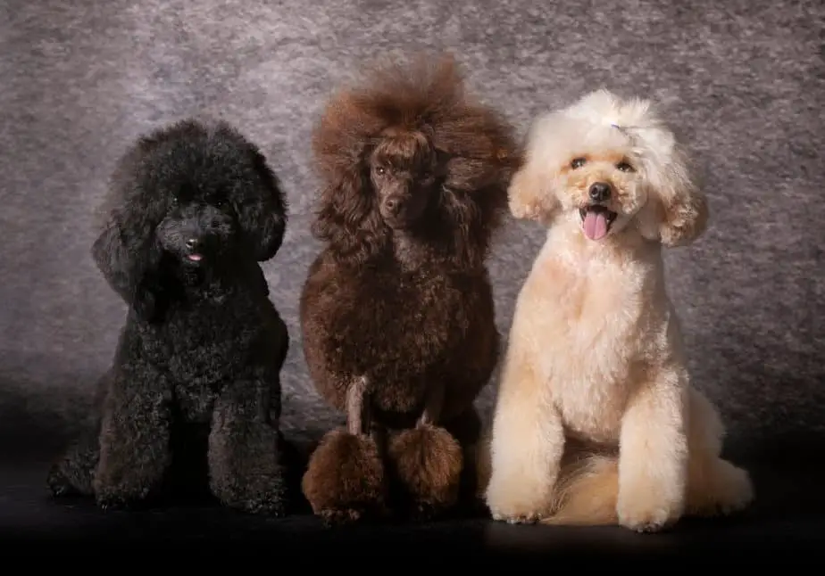 Types Of Poodle Hair: A Complete Guide With Pictures - Poodle Report