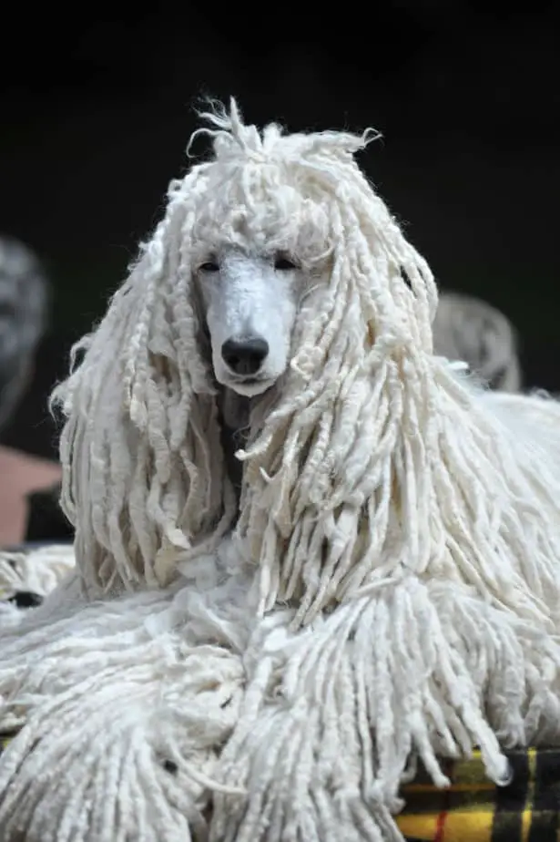 Types Of Poodle Hair: A Complete Guide With Pictures - Poodle Report