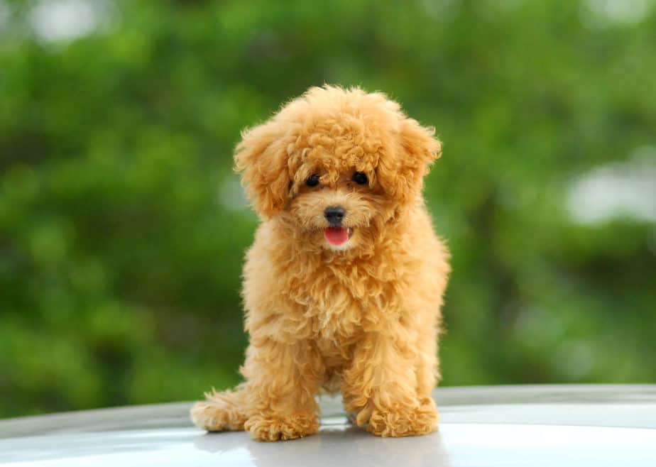 Poodle Types: Sizes, Varieties & Differences Explained