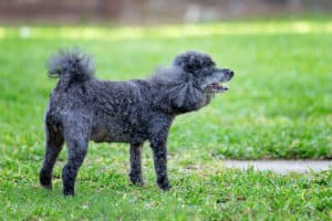 Do Poodles Make Good Guard Dogs? – Poodle Report