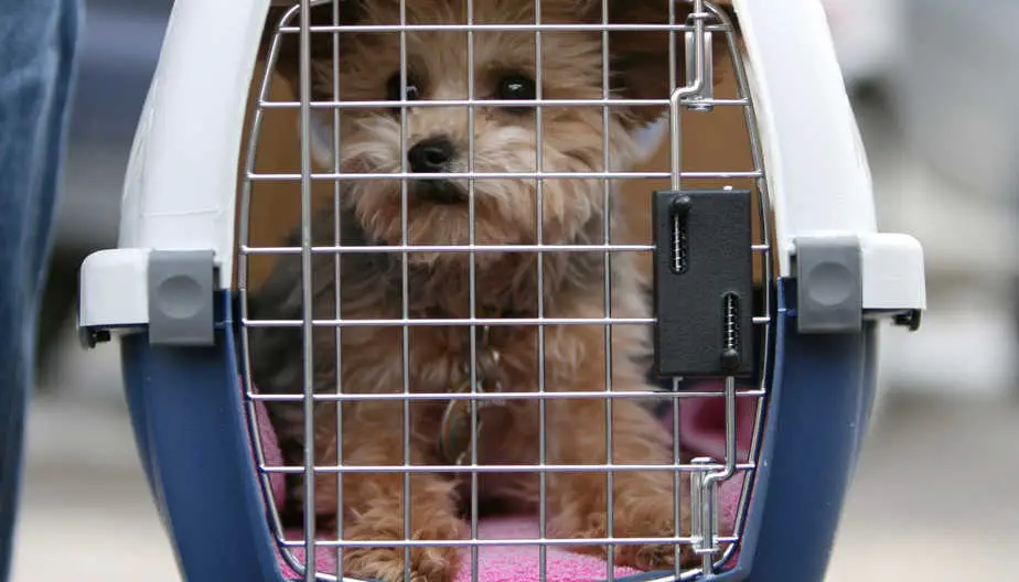 The 8 Best Crates for Poodles: A helpful Guide with pictures – Poodle ...