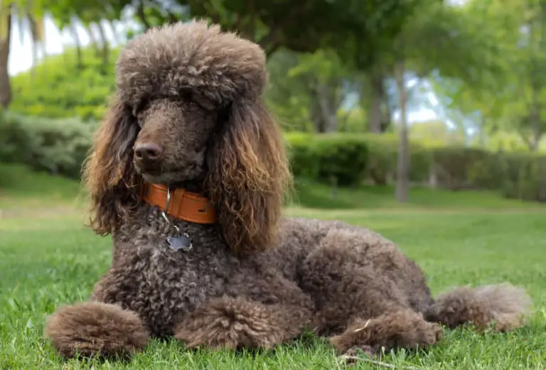Moyen Poodle Guide: Size, Temperament, Care & Comparison - Poodle Report