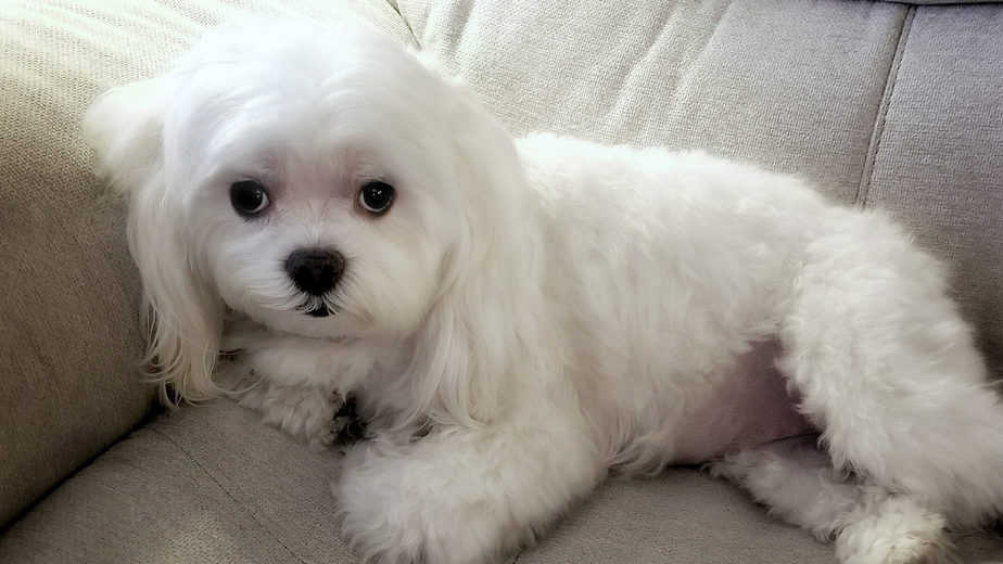 22 Best Small Poodle Mixes: Size, Barking & Health (2026)
