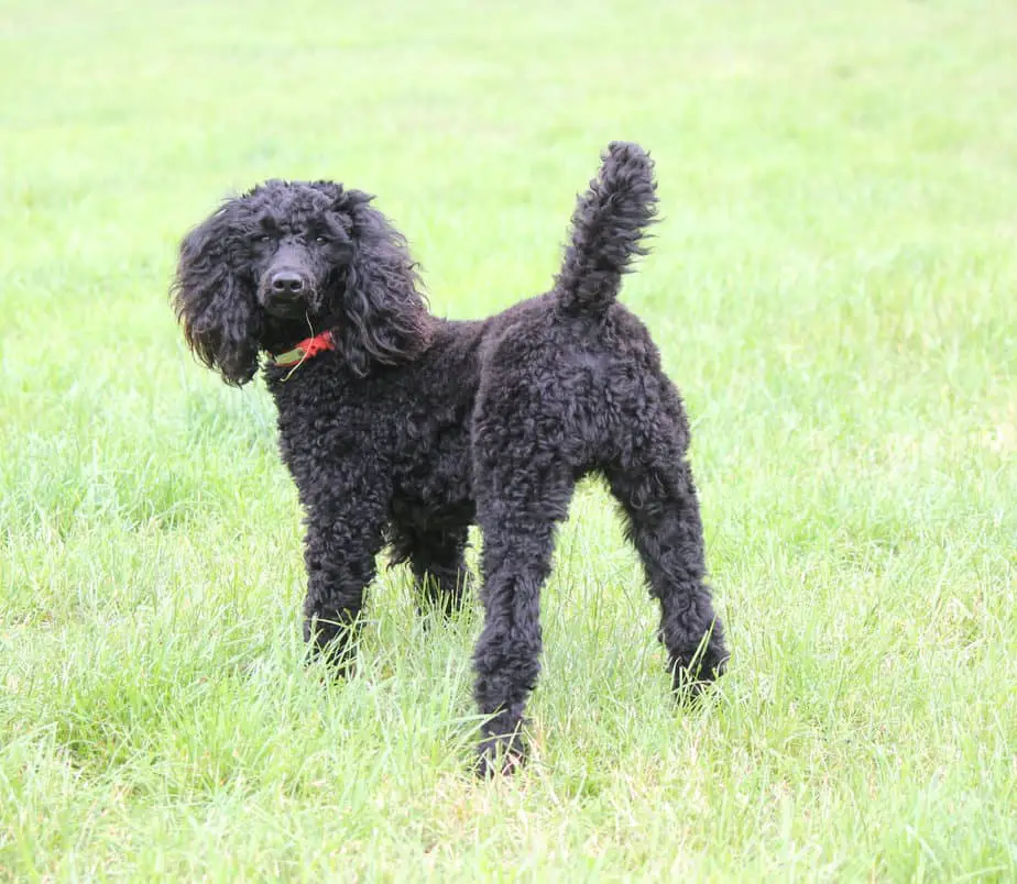The 25 Best Haircut Styles for Poodles (With Pictures) – Poodle Report
