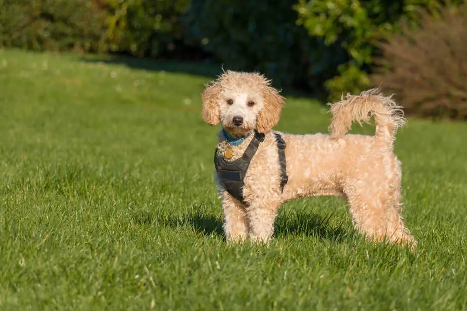 The 7 Most Cute and Adorable Poodle Mixes (With Pictures) – Poodle Report