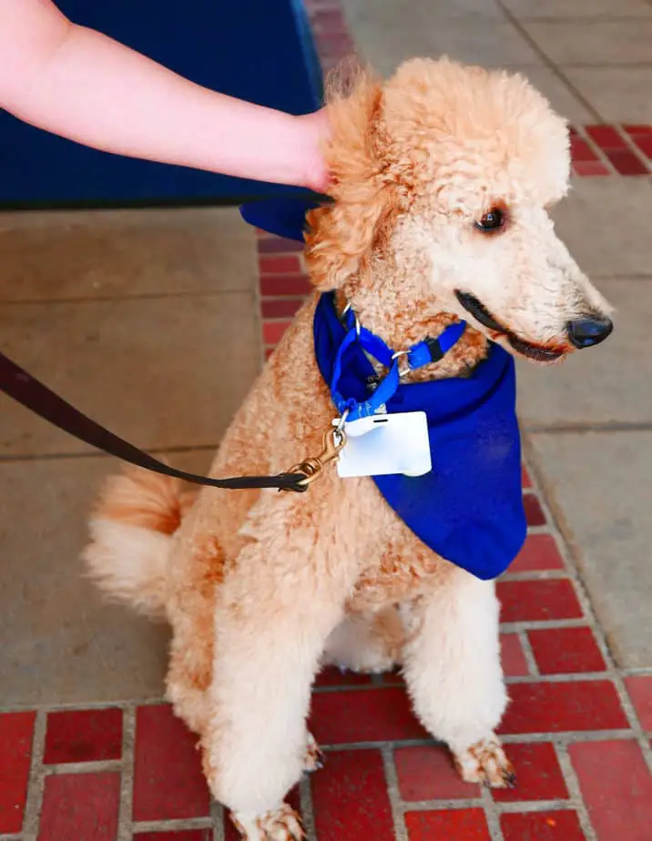 Are All Poodles French? The Poodle Family Explained – Poodle Report