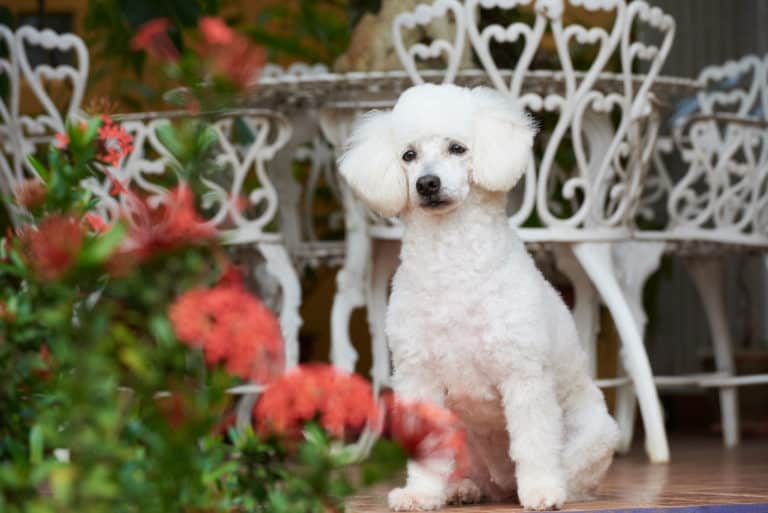 Are All Poodles French? The Poodle Family Explained – Poodle Report