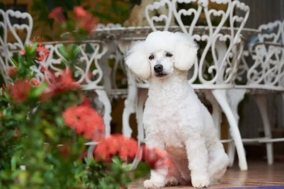 Are All Poodles French? The Poodle Family Explained – Poodle Report