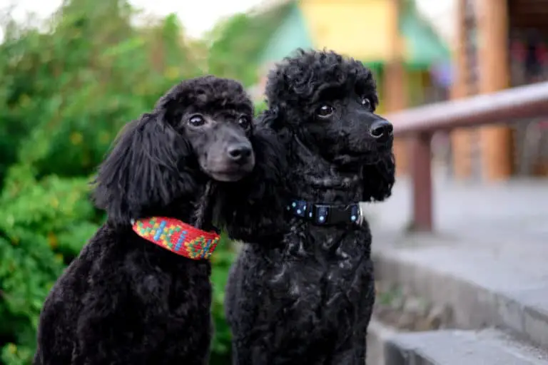 Second Poodle Pros And Cons: A 2026 Multi-Dog Behavior Guide
